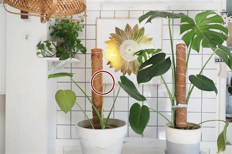 몬스테라 키우기 어려우신 분들 가지치기 번식 관엽식물 영양제까지 노하우 풉니다 네이버 블로그