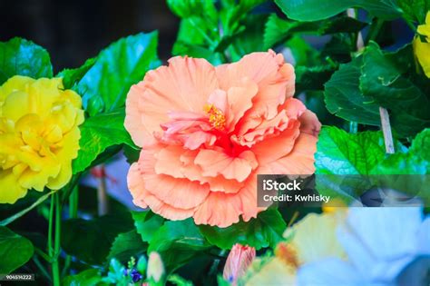 노란색과 오렌지 히 비 스커 스로 사sinensis 화려한로 알려진 중국어 히 비 스커 스 중국 장미 하와이 히 비 스커 스 및