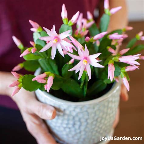 Easter Cactus Spring Cactus Care Guide 2026