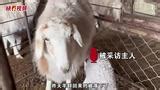 怀孕母羊被羊群抛下次日冒白毛风带新生羊羔回家主人超欣慰