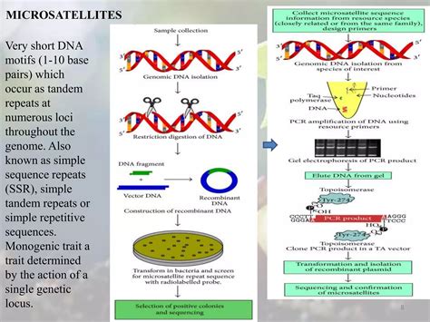 Molecular Marker Aided Breedingpptx Genetics Science