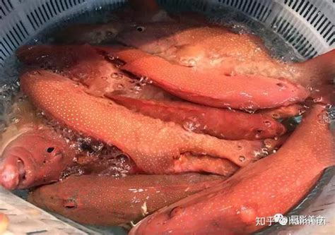 吐血整理100种世界顶级海鲜大全实拍 详解你吃过多少种 知乎