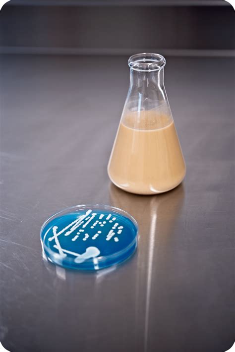 Beer Yeast Culture Medium At Daniel Shears Blog
