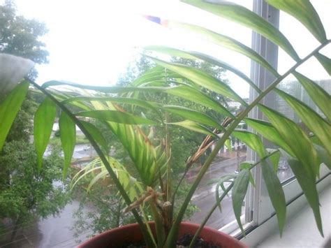 Финикова палма правила за трансплантация и отглеждане у дома 90 снимка