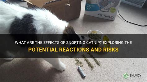 What Are The Effects Of Snorting Catnip Exploring The Potential