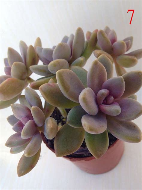 冬美人多肉植物东美人一物一拍露天放养老桩造型别致低价满58包邮 虎窝淘