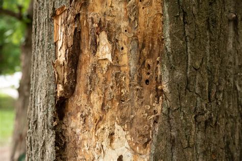 Is There Hope For Salvaging A Tree Infested With Termites Big Easy Tree Removal