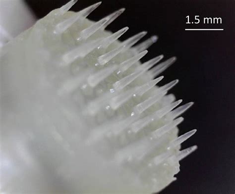 Triamcinolone Acetonide Loaded Dissolving Microneedles Arranged In An Download Scientific