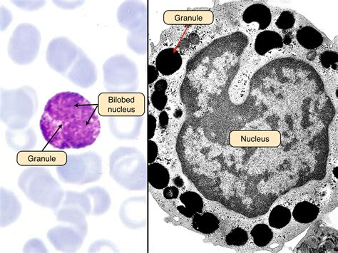 Red Blood Cell Microscope Labeled