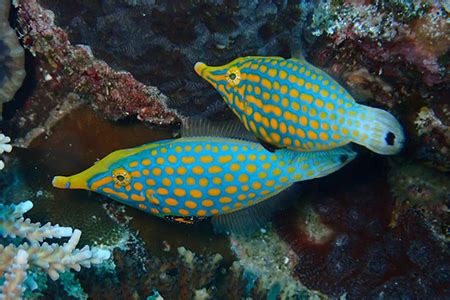 テングカワハギ ダイバーのための海水魚図鑑