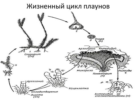 Циклы развития низших и высших растений презентация онлайн