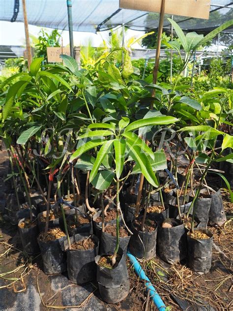 น้ำดอกไม้สีม่วง 1ต้น ต้นพันธุ์มะม่วงน้ำดอกไม้สีม่วง ต้นเสียบยอด มะม่วงสายพันธุ์ใหม่ สูง35 40