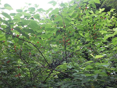 ヒメコウゾ kanmita1のなんでもページ