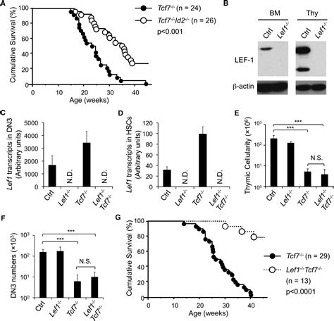 The Tcf 1 And Lef 1 Transcription Factors Have Cooperative And Opposing Roles In T Cell