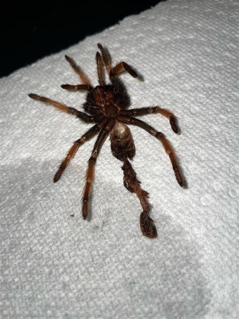 Whats The Sex R Tarantulas