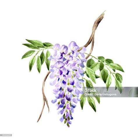 위스테리아 꽃 가지 꽃 가지 흰색 배경에 고립 된 손으로 그린 수채화 그림 등나무에 대한 스톡 벡터 아트 및 기타 이미지 등나무 식물학 수채화 Istock