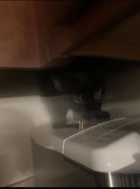 Model Does Not Match Picture Rikeapets