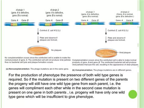 Genetics Ppt Ppt