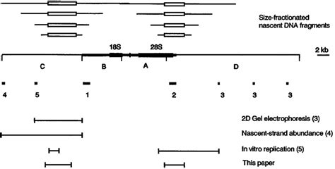 Mapping The Replication Origins In The Human Ribosomal Dna Repeat The