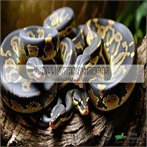 Common Genetic Mutations In Snakes Morphs Traits And Breeding Basics
