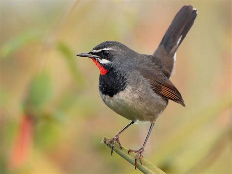 Online Bird Guide Bird ID Help Life History Bird Sounds From Cornell