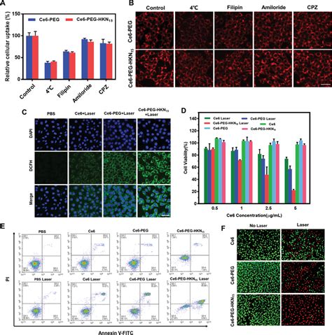 Internalization Pathway And In Vitro Anticancer Effects Ab Flow Download Scientific Diagram