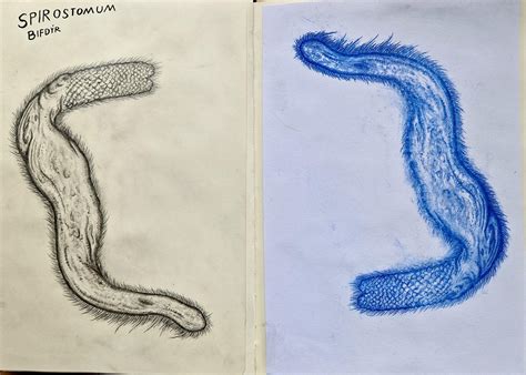Illustrated Posters And Sketches Of Microbes I Made Rmicroscopy