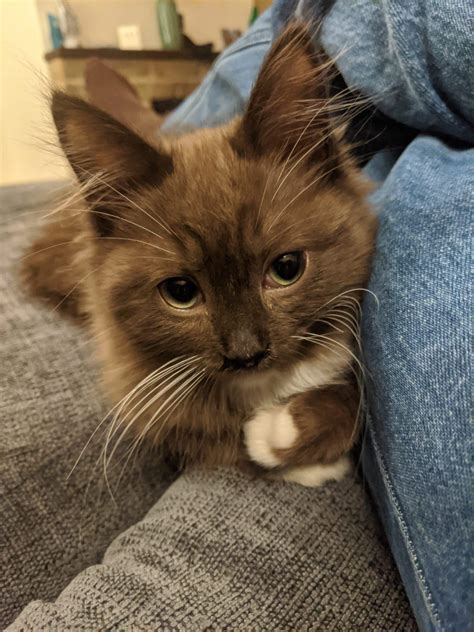 Introducing Mustrum Ridcully A Sepia Ragamuffin Who Was Born On 22