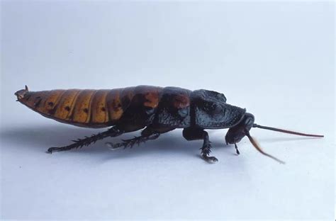 Florida Man Dies After Worm And Cockroach Eating Contest