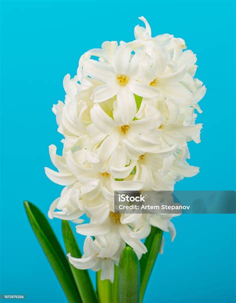 히아신스는 파란 배경에 고립되어 있고 봄 꽃 근접 촬영에는 복사 공간 하얀 히아신스 배너가 있다 0명에 대한 스톡 사진 및 기타 이미지 Istock