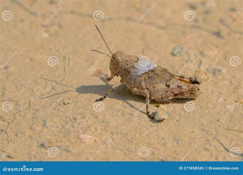 Locust Nymph Stock Image Image Of Close Natural Insect 271858345