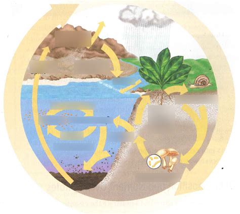 Phosphorus Cycle Diagram Quizlet