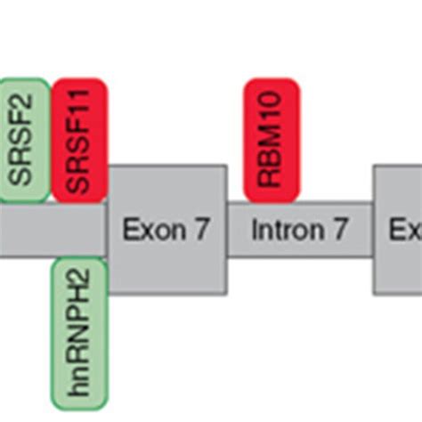Schematic Presentation Of Cis Elements And Trans Factors Involved In