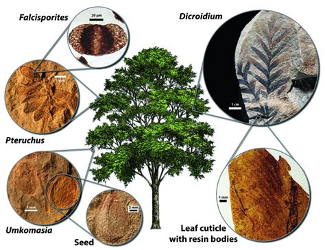 Caught Between Two Mass Extinctions The Rise And Fall Of Dicroidium