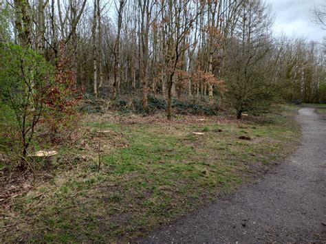 Ash Dieback Tree Felling In Pendle Council Parks • Cms Tree Services