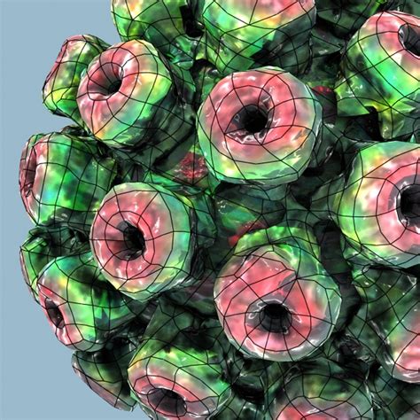 3d Model Polyomavirus