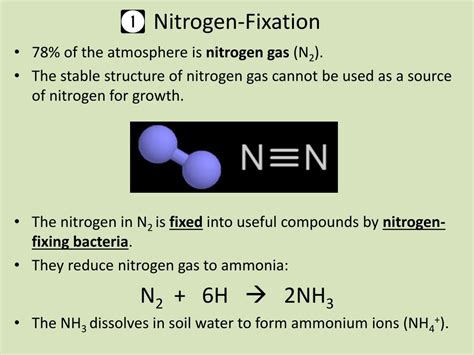 Ppt The Nitrogen Cycle Powerpoint Presentation Free Download Id