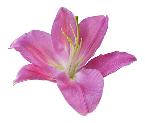 Flor De Lirio Rosa Aislado Sobre Fondo Blanco Foto Premium