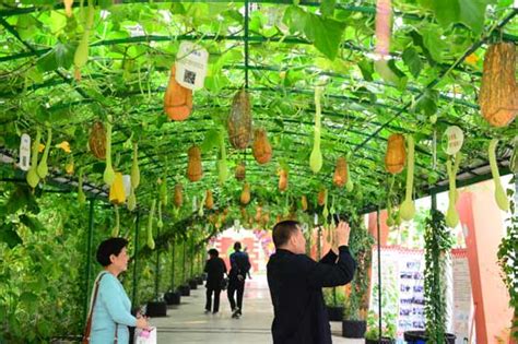 走进第二届北京农业嘉年华 体验多彩农业 中国网