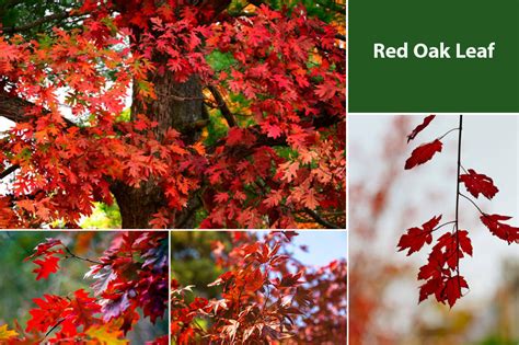 How Fast Does Northern Red Oak Grow EmbraceGardening