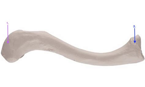 Aandp Lab Practical Appendicular Skeleton Flashcards Quizlet