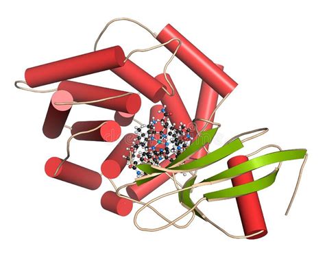Intrinsic Factor If Protein 3d Illustration Stock Illustration Illustration Of Factor