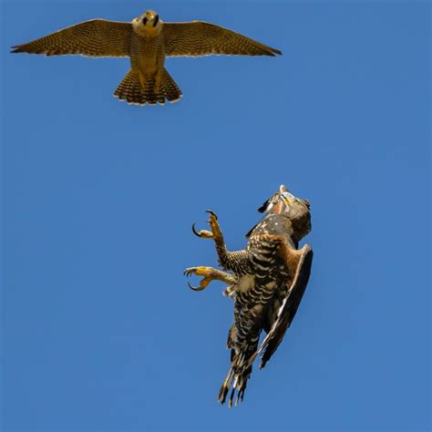 Agility Responsiveness Maneuverability Raptors Birdlife Andrew