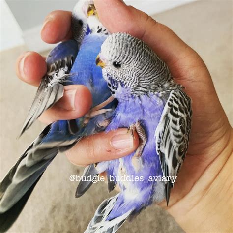 Violet Parakeet