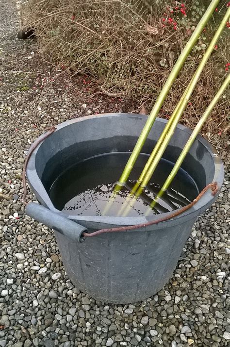 How To Plant And Grow Willow From Cuttings Dengarden