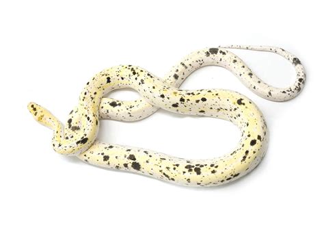 Cow Reticulated Python By New England Reptile Distributors Morphmarket