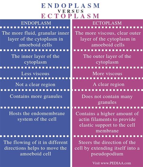 What Is The Difference Between Endoplasm And Ectoplasm Pediaa Com