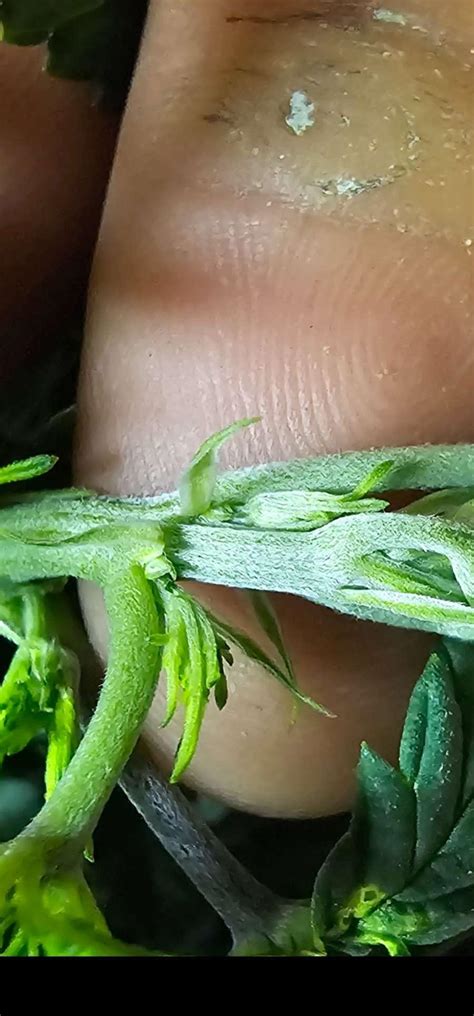 Need Help Identifying Sex Grow Question By Slumericanmade Growdiaries
