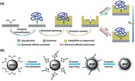 A Boronate Affinity Based Controllable Oriented Surface Imprinting Of