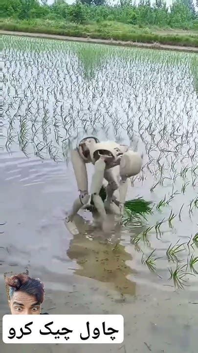 Yt Shorts Youtubeshorts 中国乡村 Duet Sohail Official Vlogs Youtube